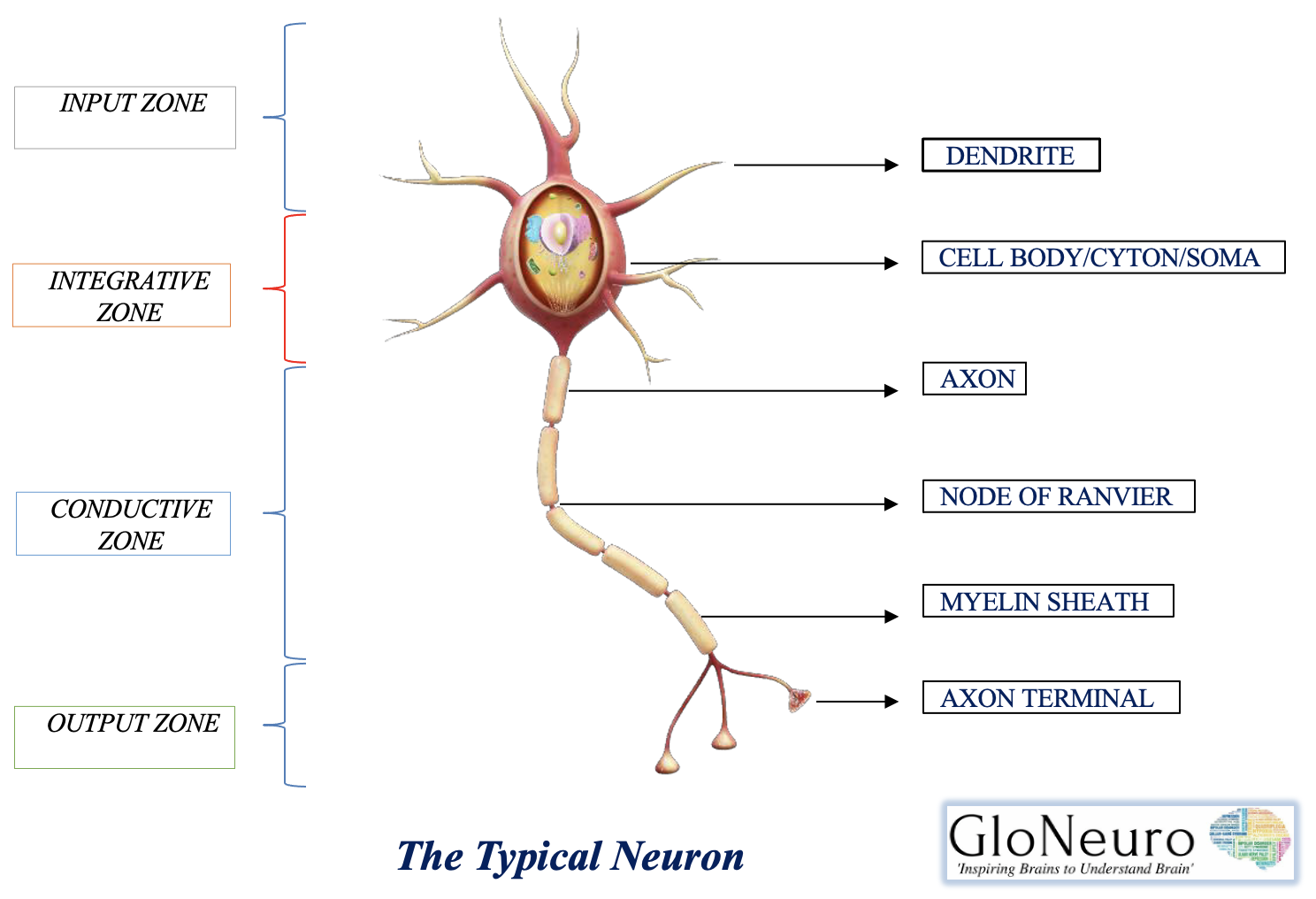 The Nervous System 🧠 - GloNeuro