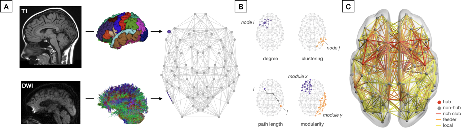 The Connectomic Bomb: An insect brain speaks more than yours - GloNeuro