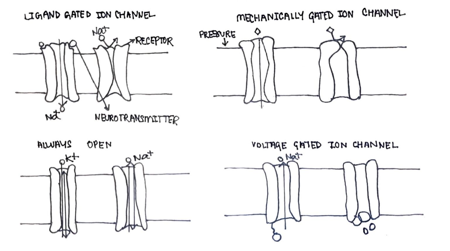 Ion Channels: Understanding the Basics - GloNeuro