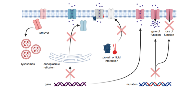 Ion Channels: The Molecular Gatekeepers of Health and Disease - GloNeuro